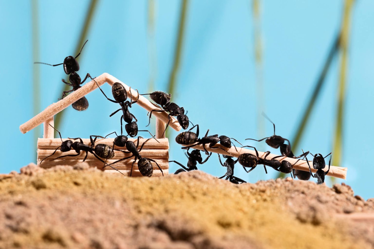 The Different Types of Ants in the UK