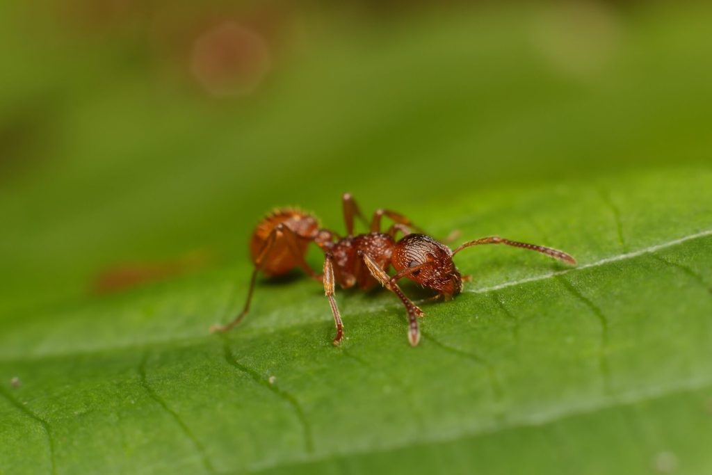 The Different Types of Ants in the UK