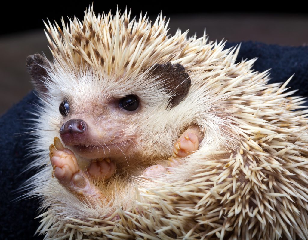 Pet Hedgehogs Common Diseases